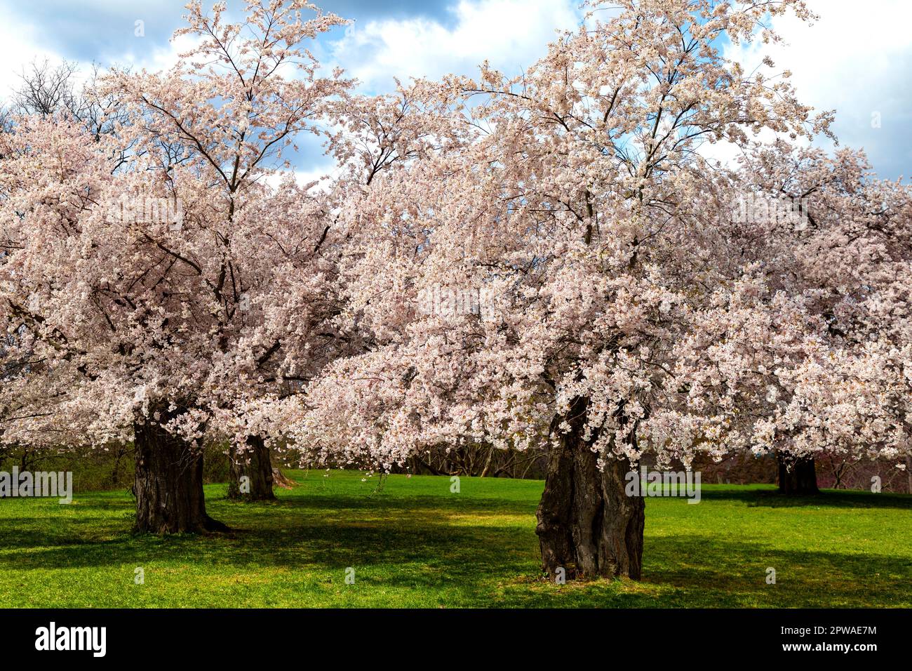Ornamental Cherry trees Prunus Accolade in full bloom. Royal Botanical ...