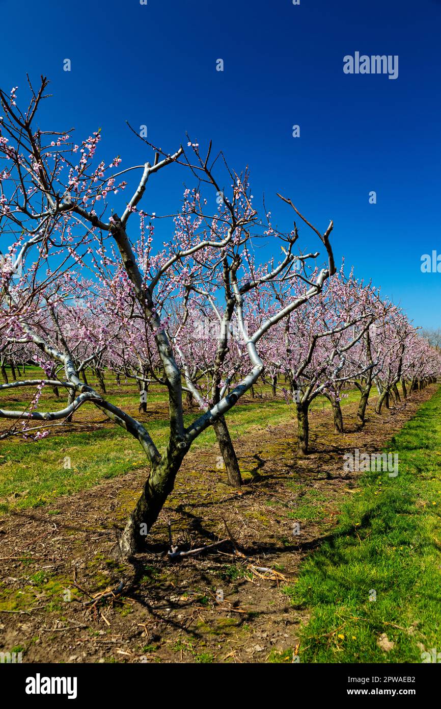 Canada, Ontario, Niagara Peninsula, Peach orchard in spring time bloom ...