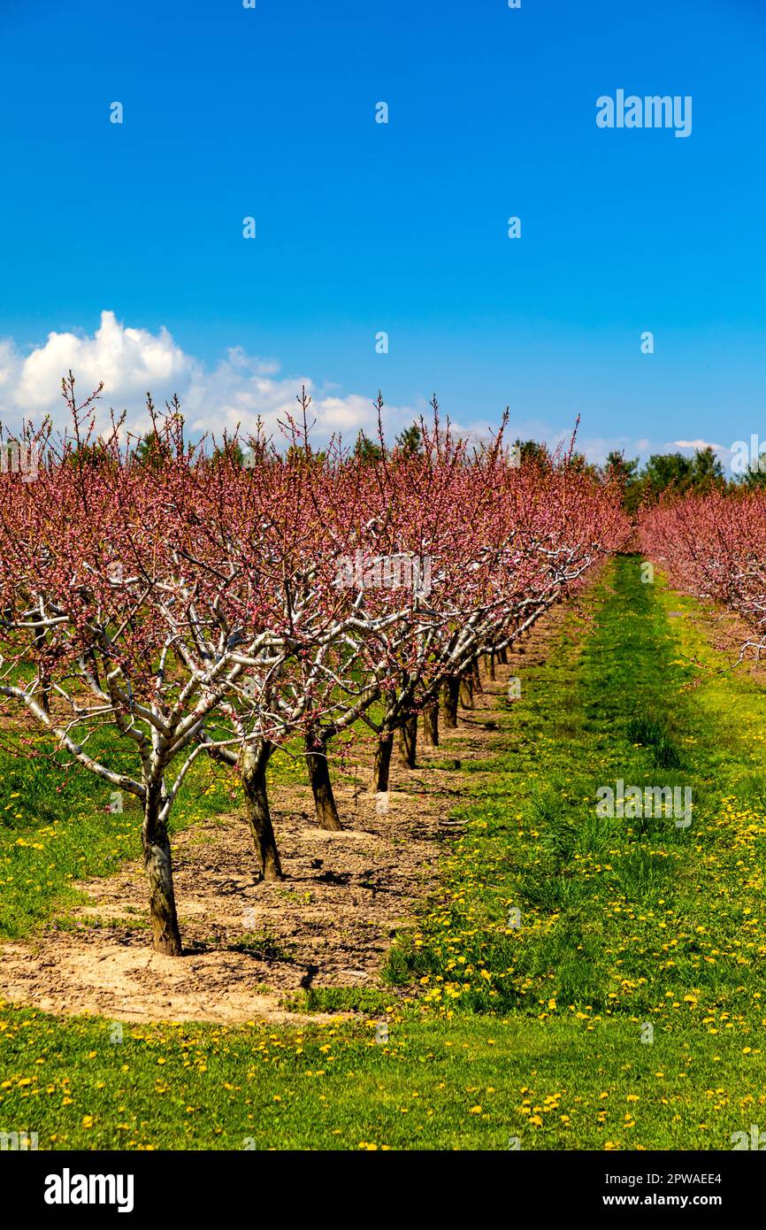 Canada, Ontario, Niagara Peninsula, Peach orchard in spring time bloom ...