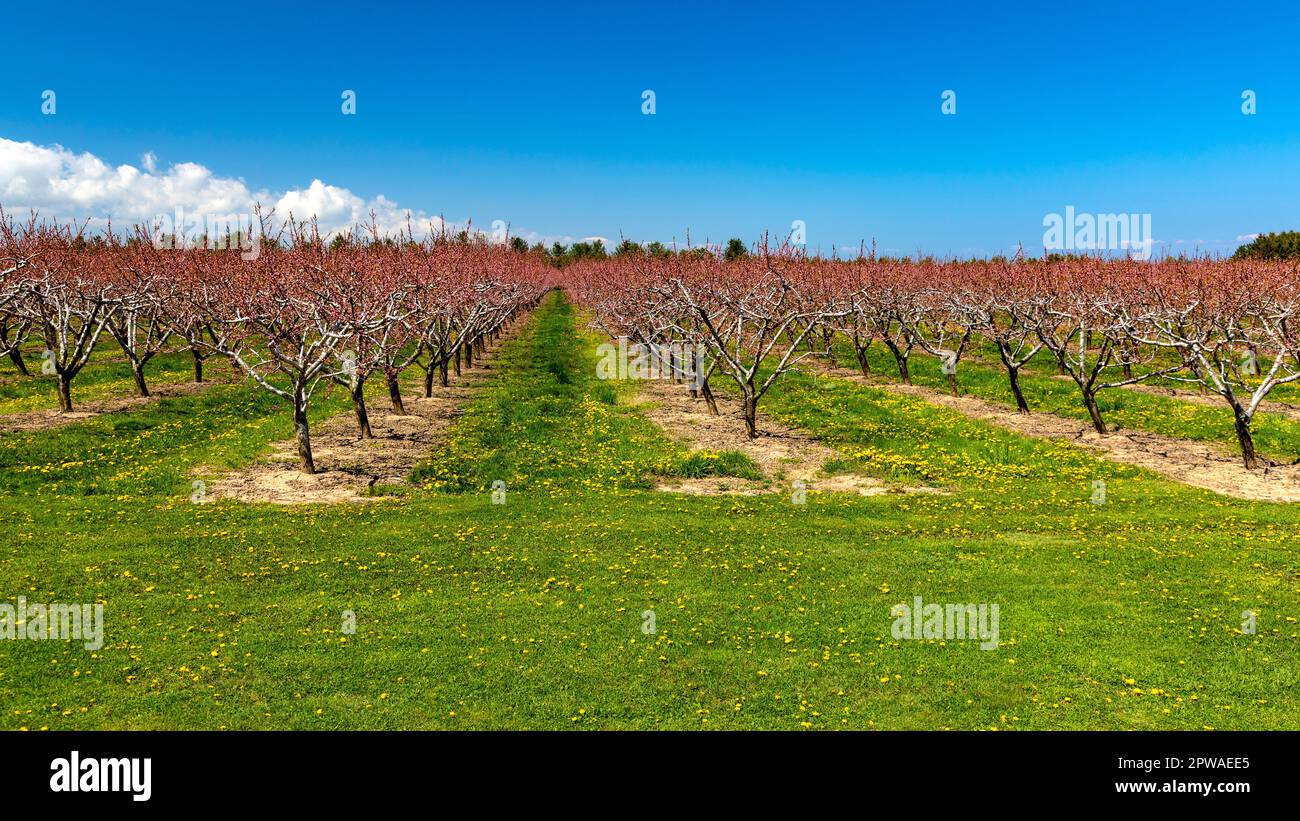 Peach orchard hi-res stock photography and images - Alamy