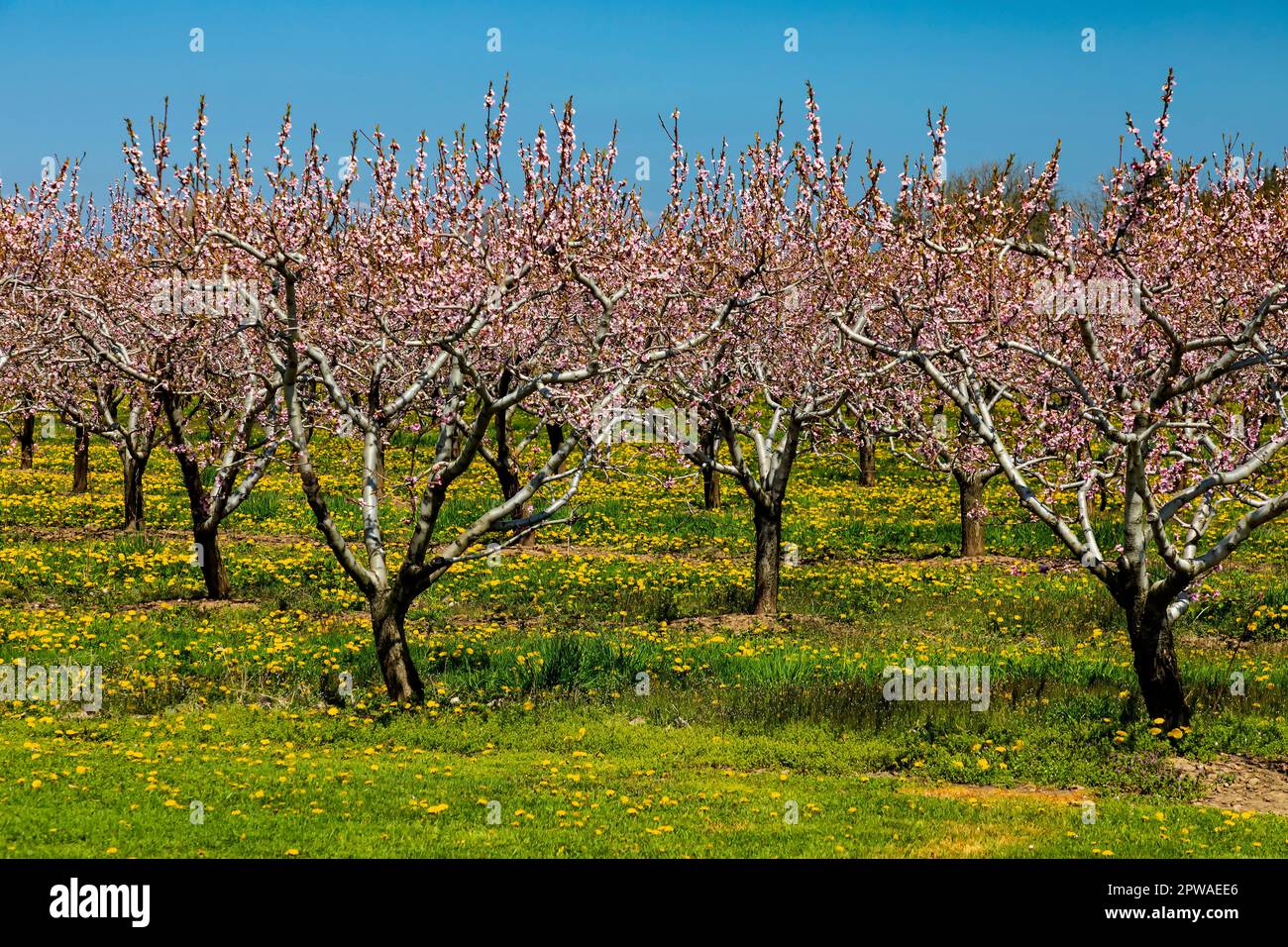 Canada, Ontario, Niagara Peninsula, Peach orchard in spring time bloom ...