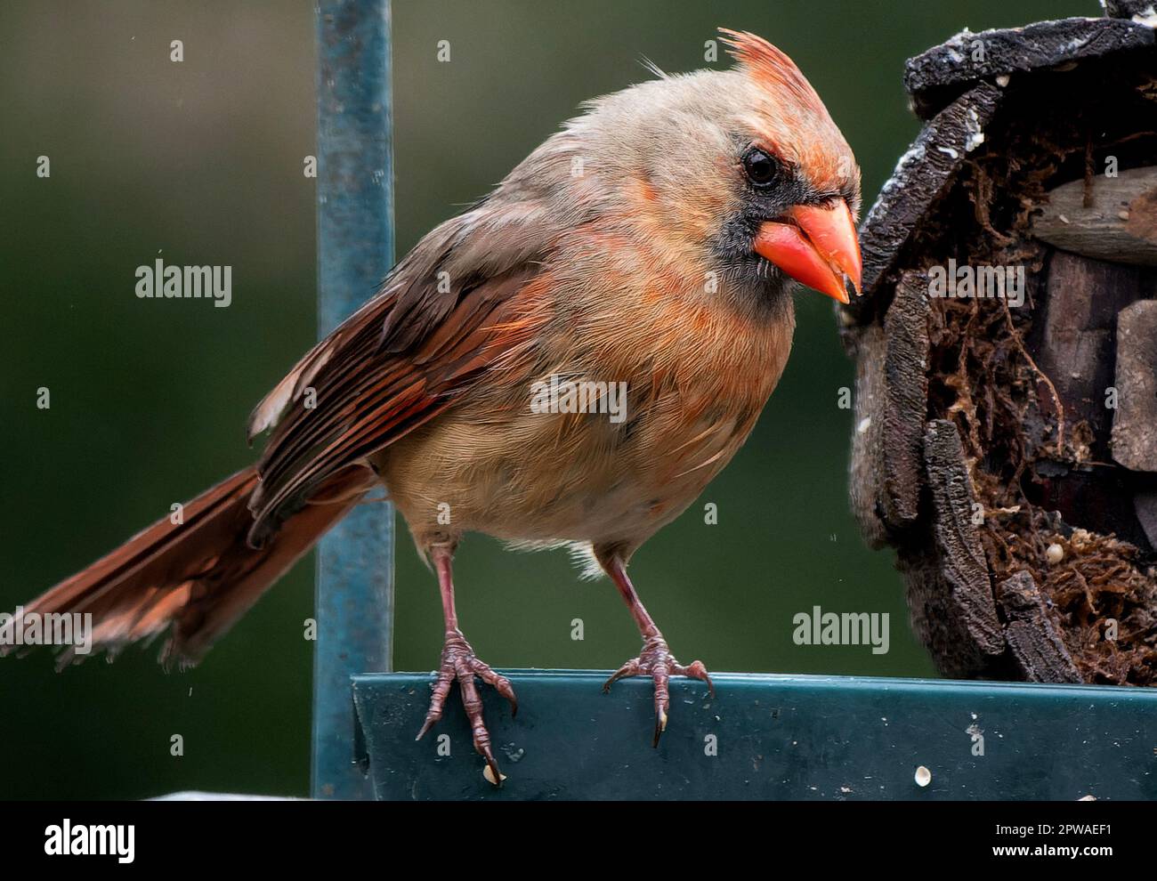 A Northern Cardinal on the backyard deck Stock Photo - Alamy
