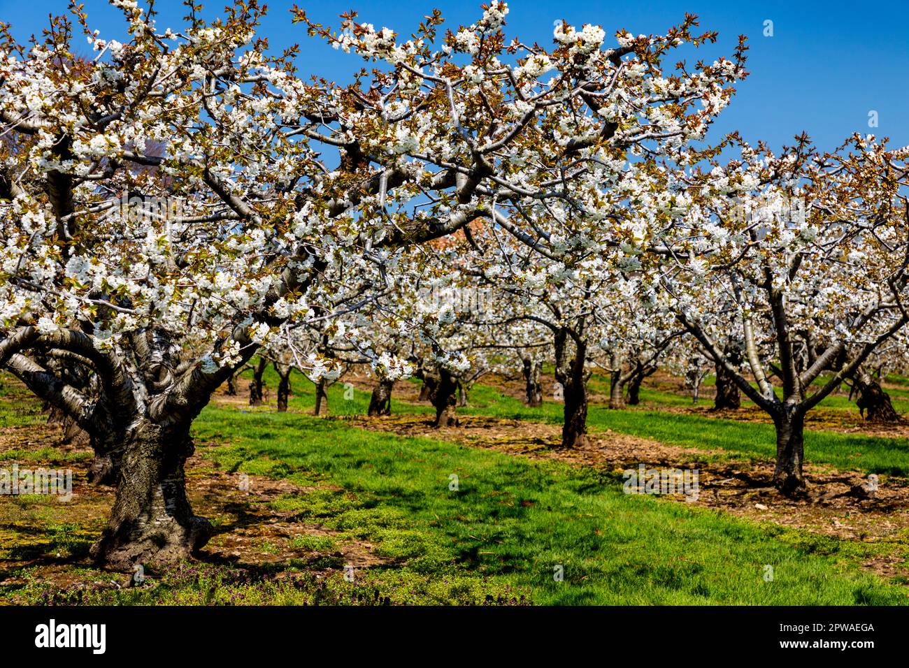 Canada, Ontario, Niagara Peninsula, Cherry orchard in spring time bloom ...
