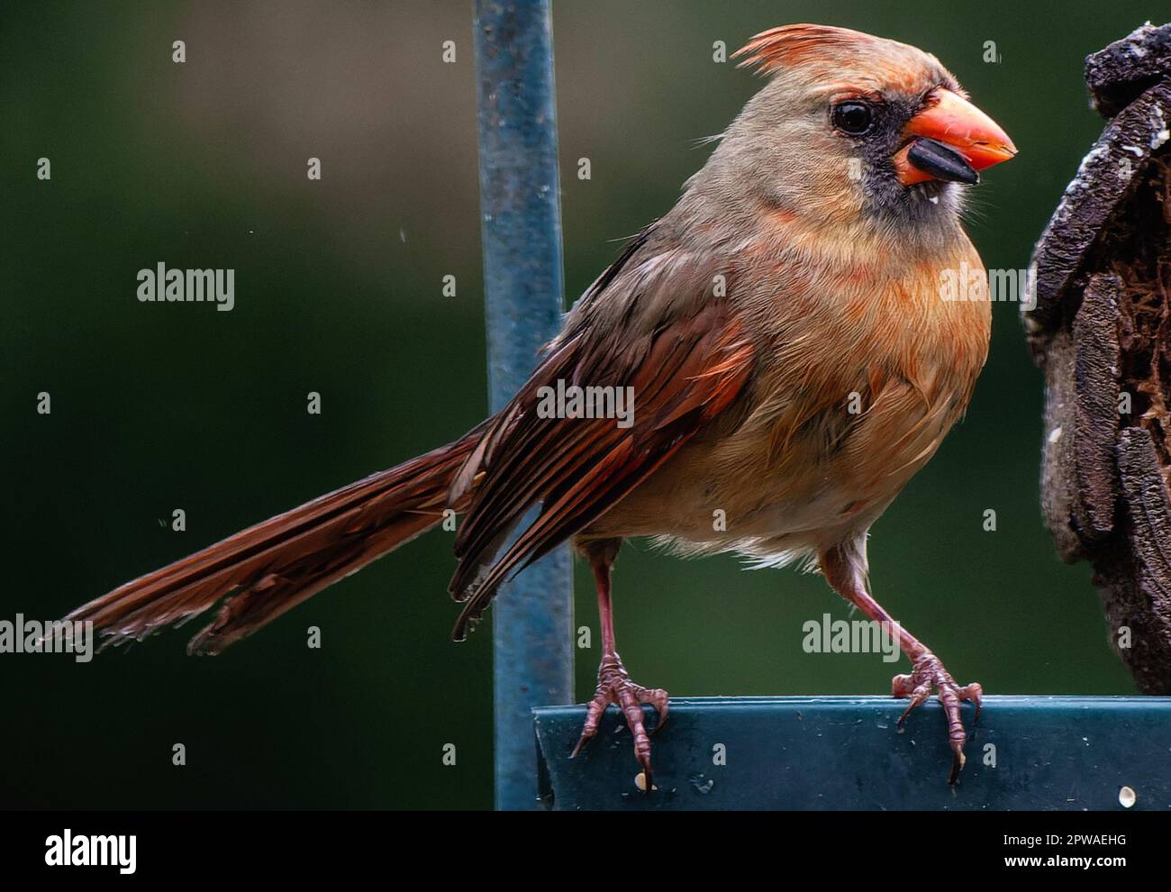 A Northern Cardinal on the backyard deck Stock Photo - Alamy