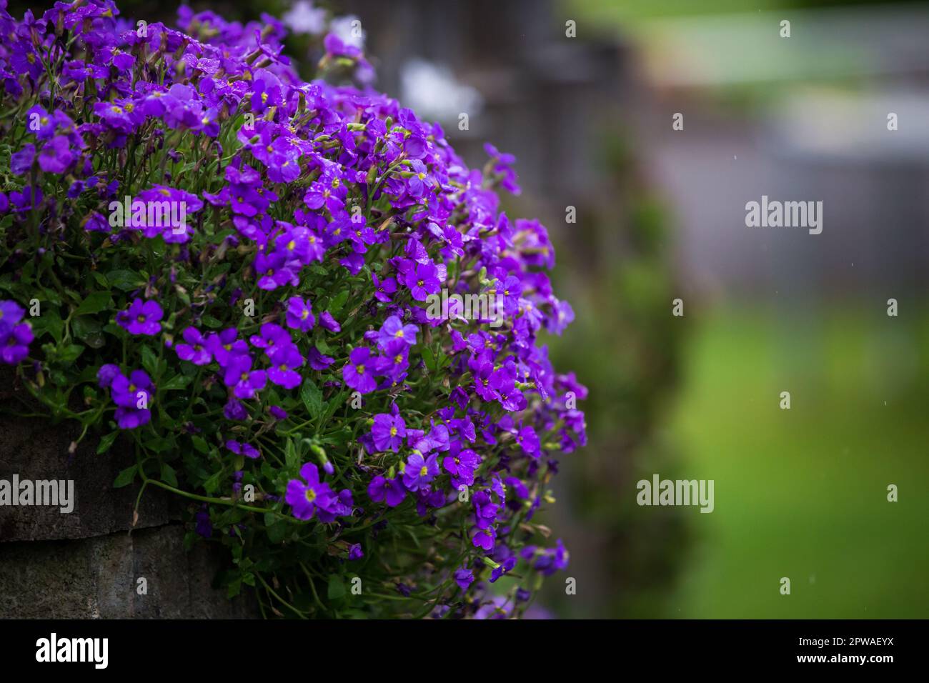 Living plants garden hi-res stock photography and images - Alamy
