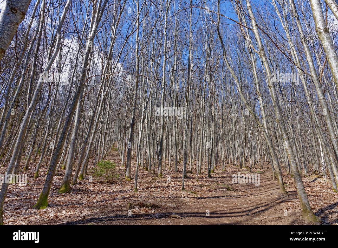 Woodland of Silver Birch Trees Stock Photo - Alamy