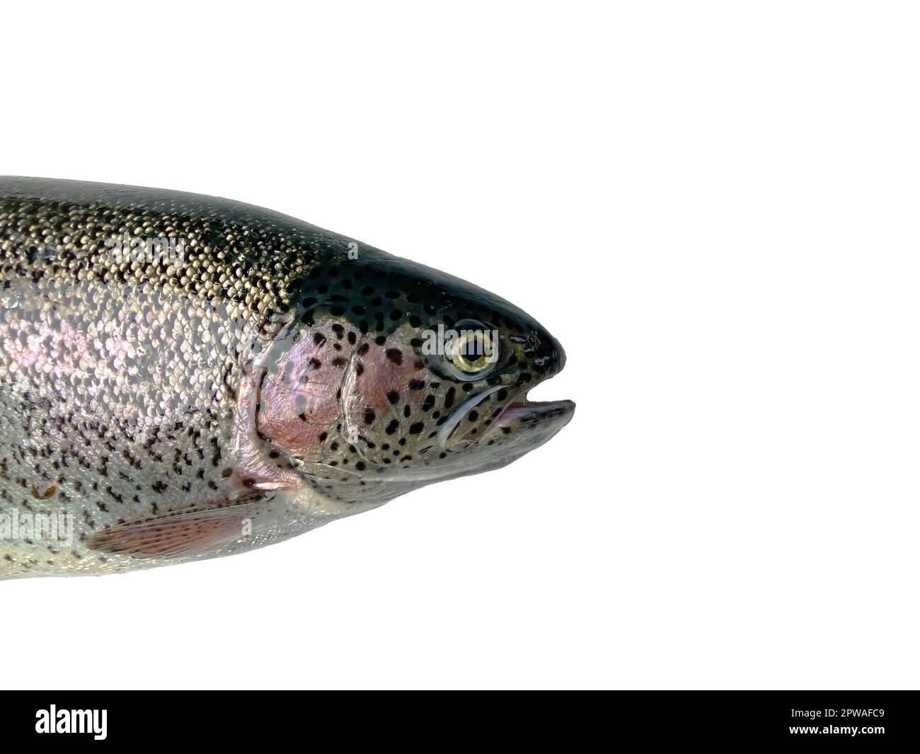 Fish Ishkhan, fish Prince in Armenian. isolated on white background ...