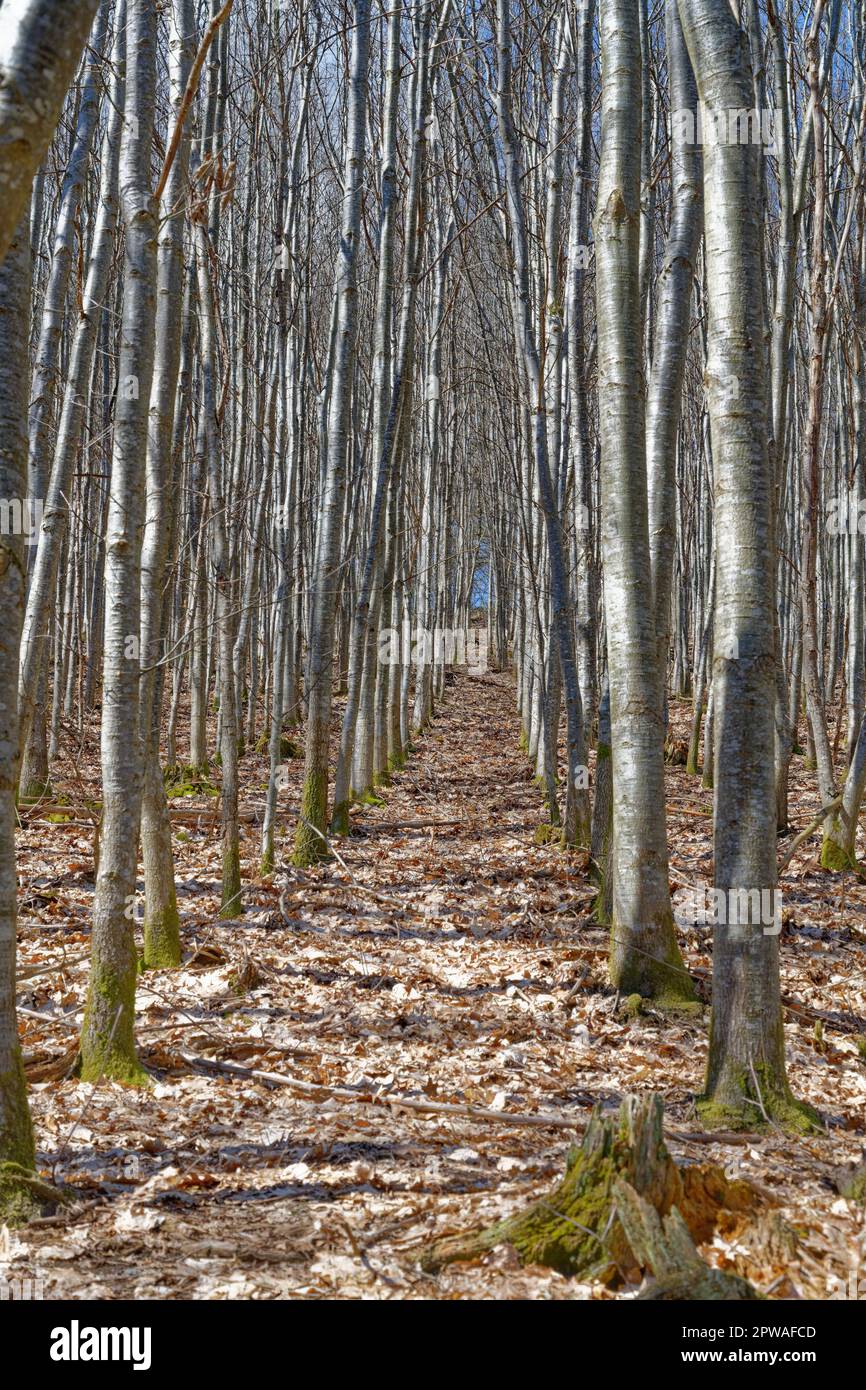 Woodland of Silver Birch Trees Stock Photo - Alamy
