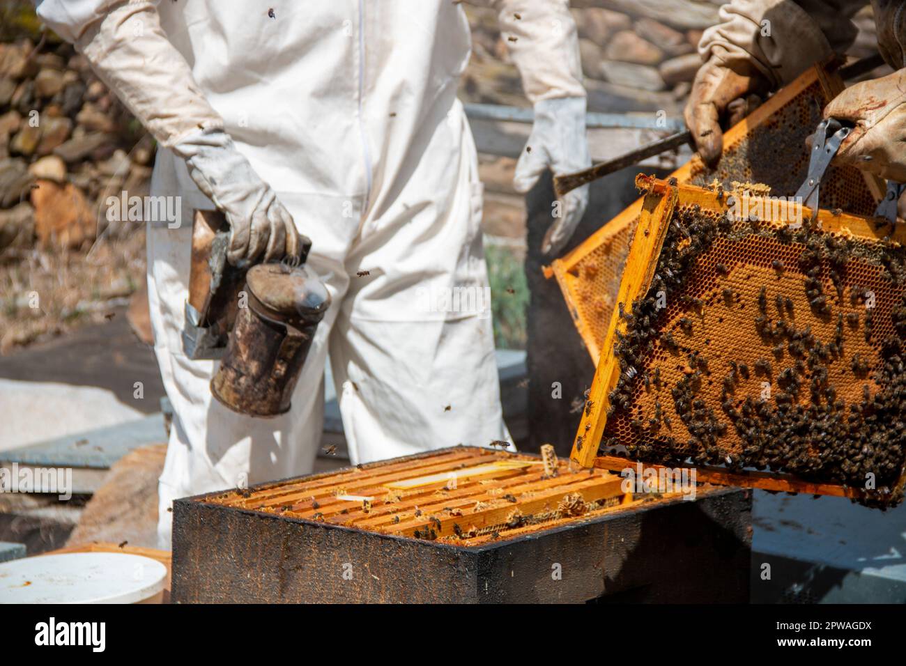 Beekeeper working in the hives. You can see the honeycombs, pictures ...