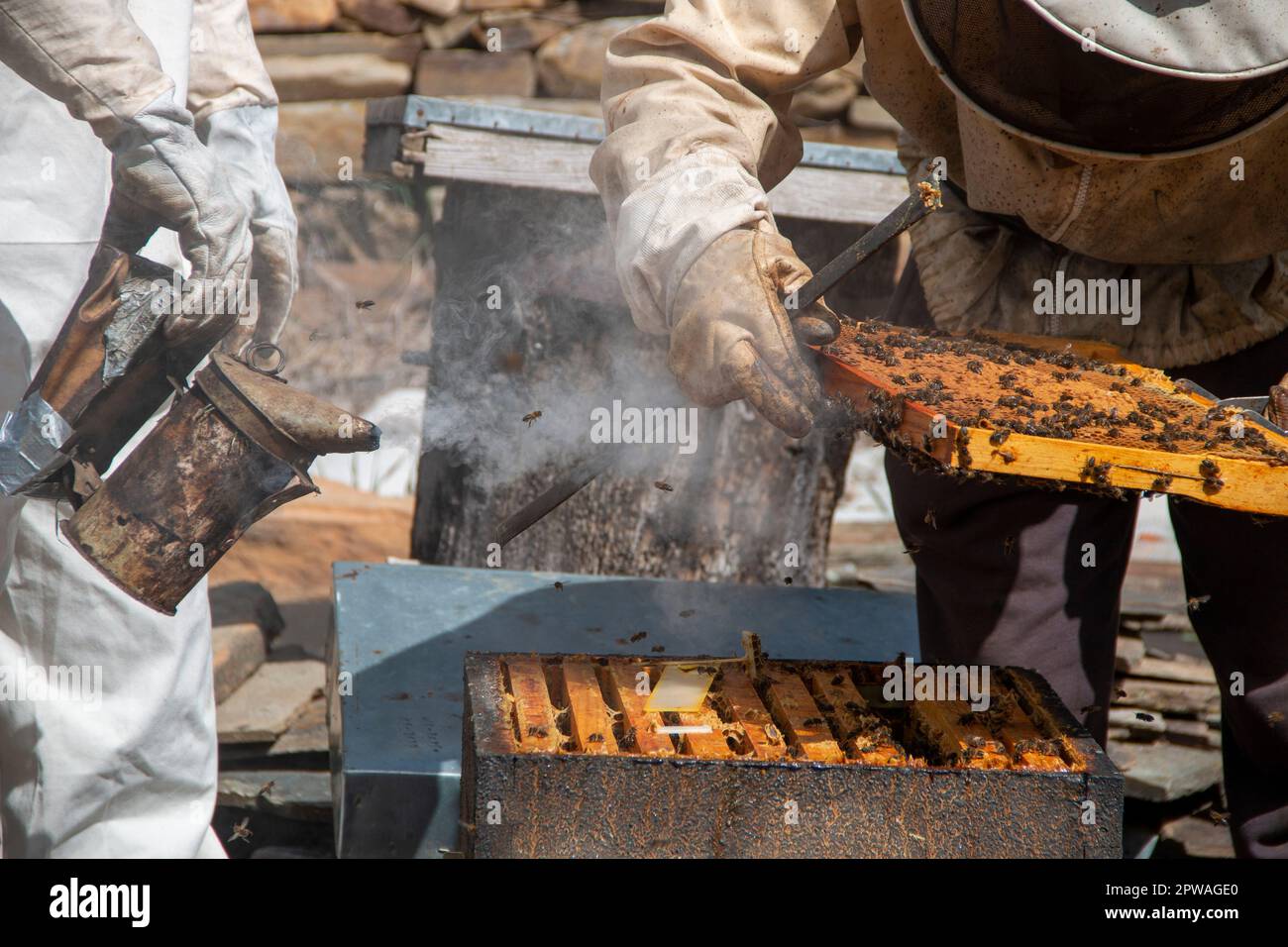 Beekeeper working in the hives. You can see the honeycombs, pictures ...