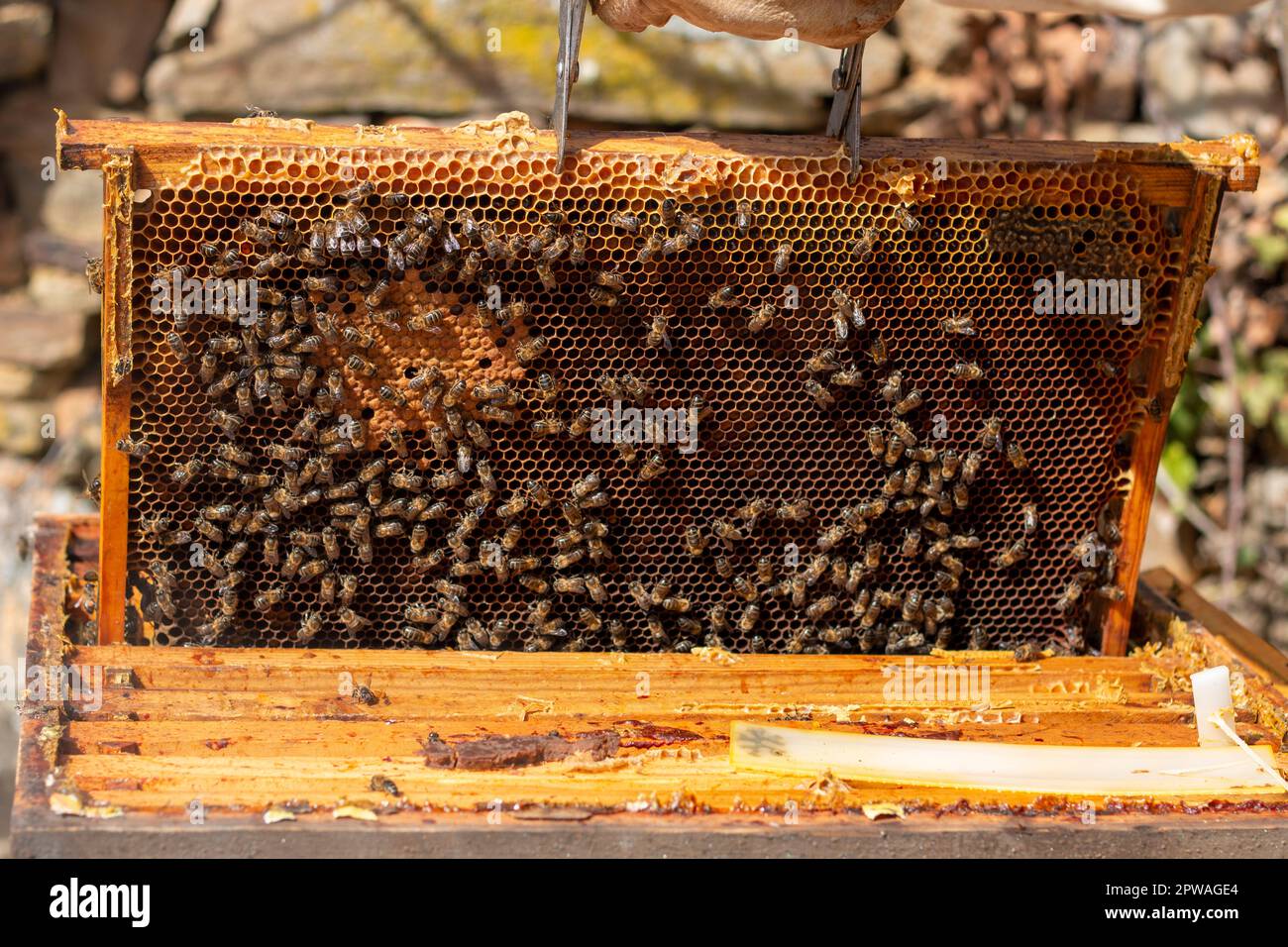 Beekeeper working in the hives. You can see the honeycombs, pictures ...