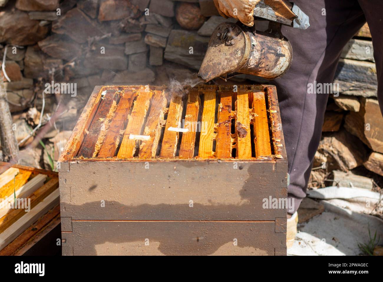 Beekeeper working in the hives. You can see the honeycombs, pictures ...
