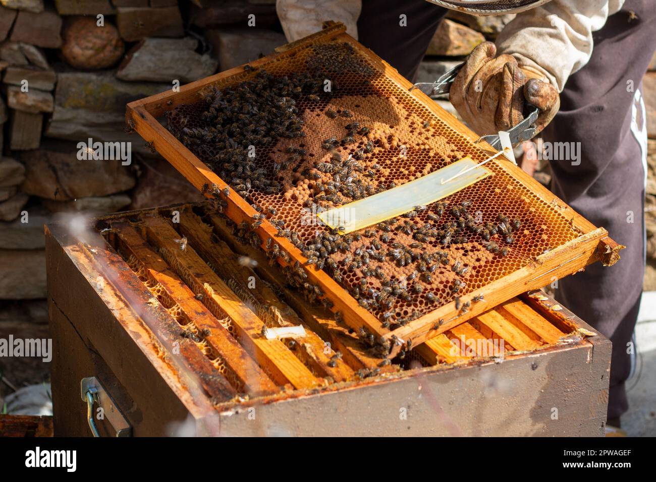 Beekeeper working in the hives. You can see the honeycombs, pictures ...