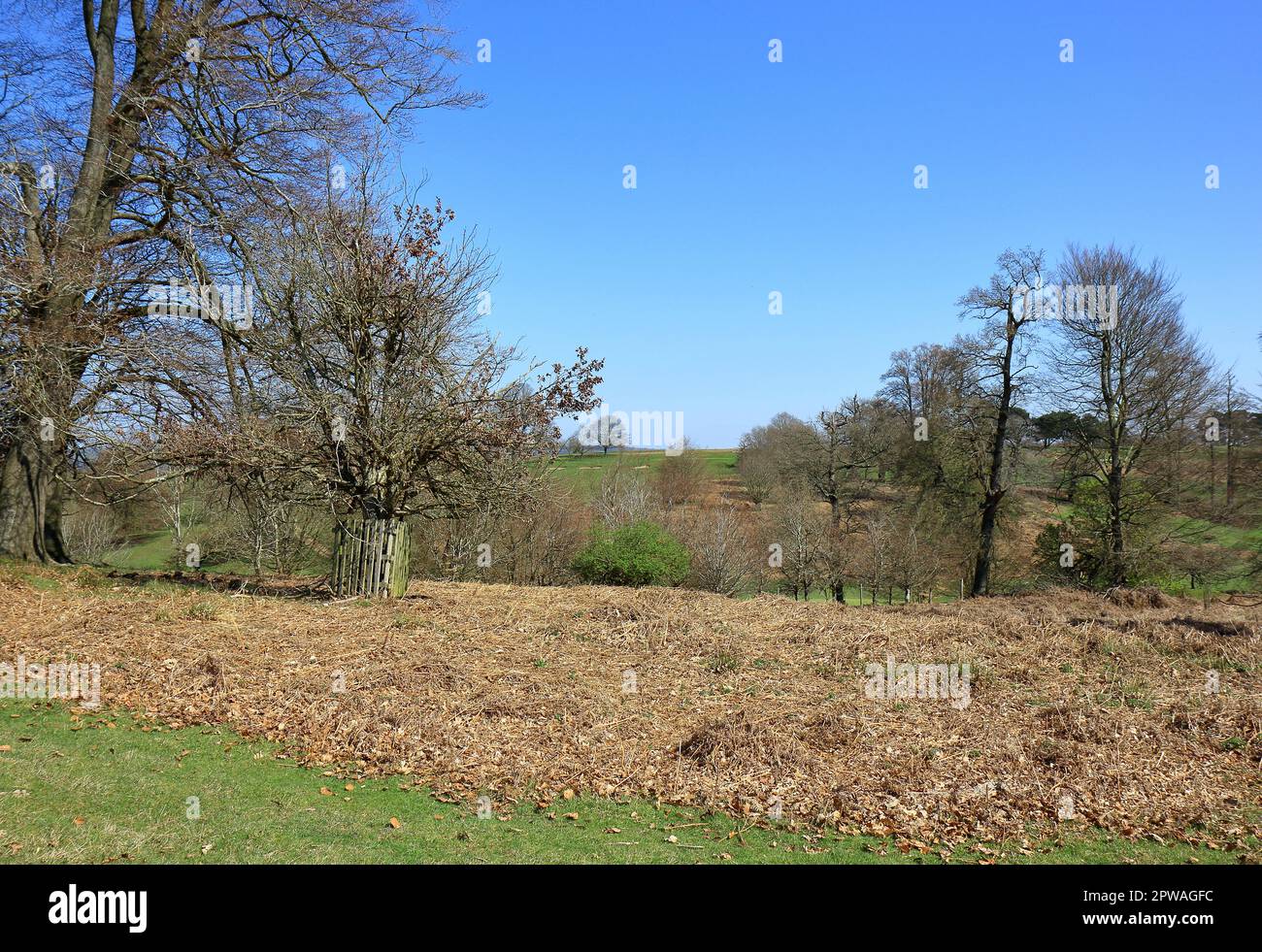Fields and trees in the Kent countryside Stock Photo - Alamy