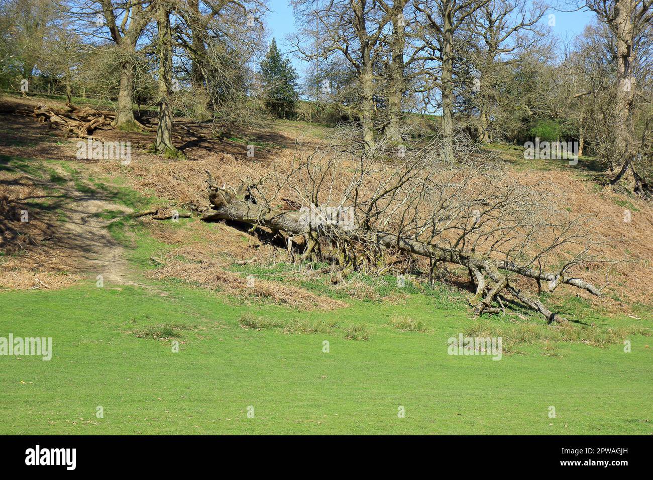 A colourful woodland landscape with old fallen trees and logs Stock ...
