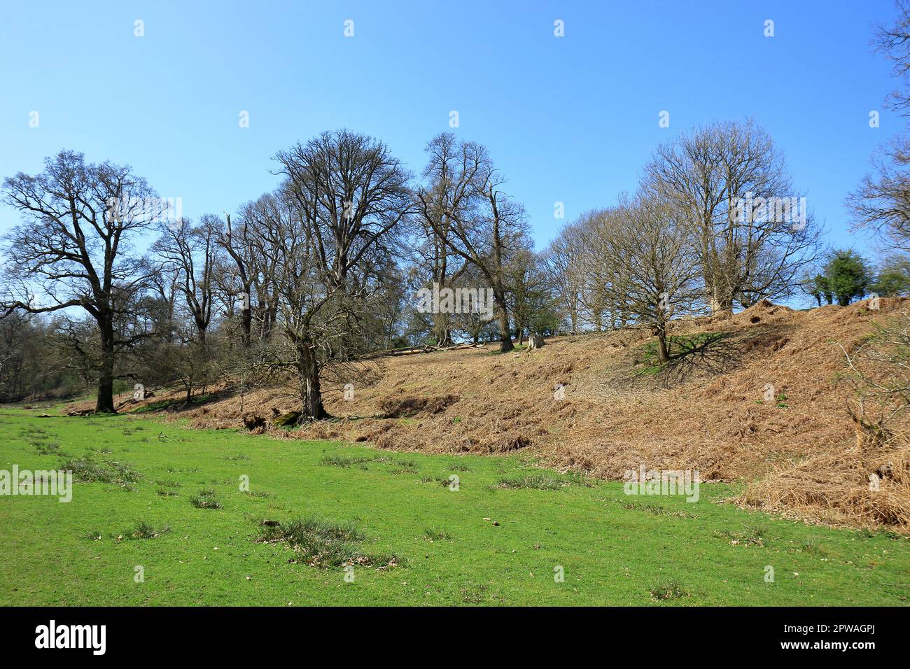 A colourful Spring landscape in the Kent countryside Stock Photo - Alamy