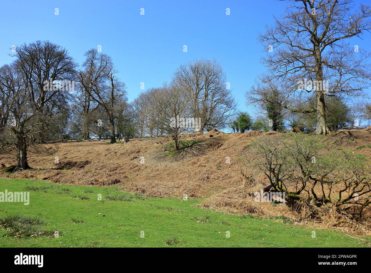 Picturesque tree stump with moss hi-res stock photography and images ...