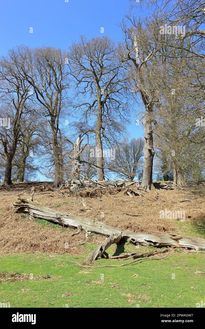 Picturesque dry tree stump hi-res stock photography and images - Alamy
