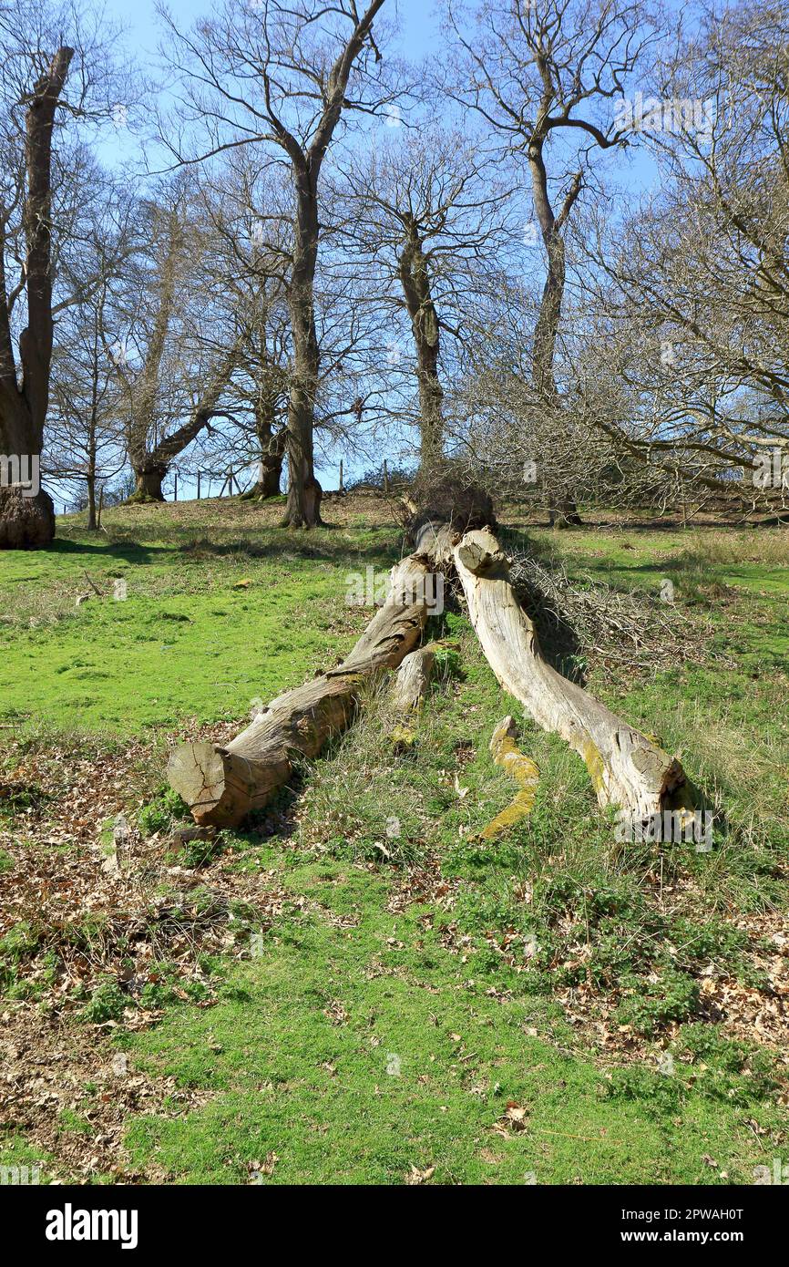 A broken old tree covered in foliage and surrounded by grass Stock ...