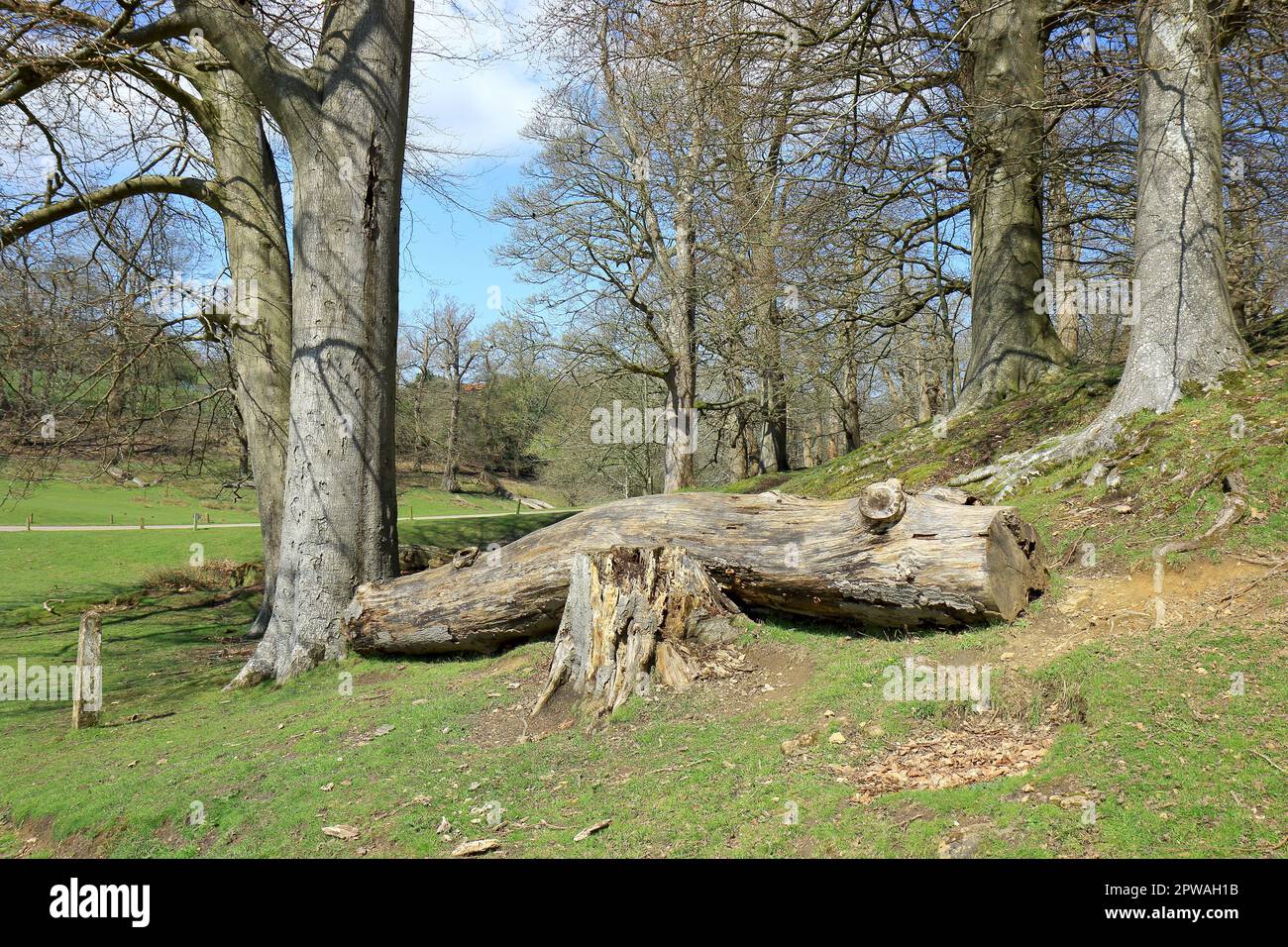 Old trees in the Sevenoaks countryside Stock Photo - Alamy