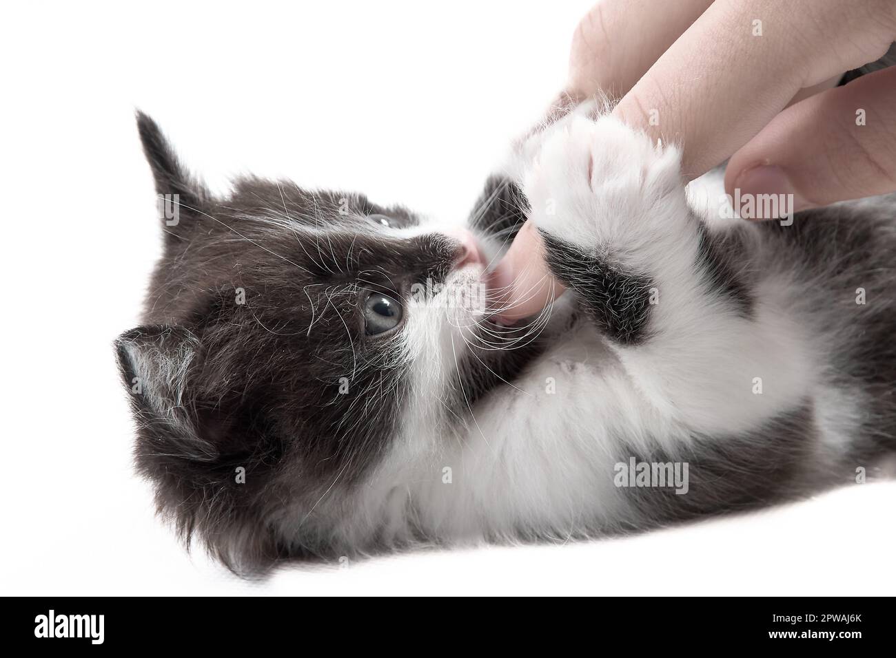 A little kitten plays with his master's hand, playing and purring ...
