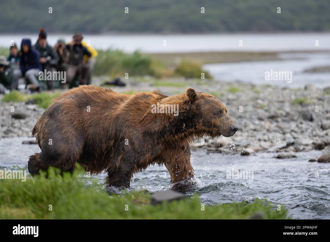 A brown bear intent on catching fish wades upstream in front of and ...