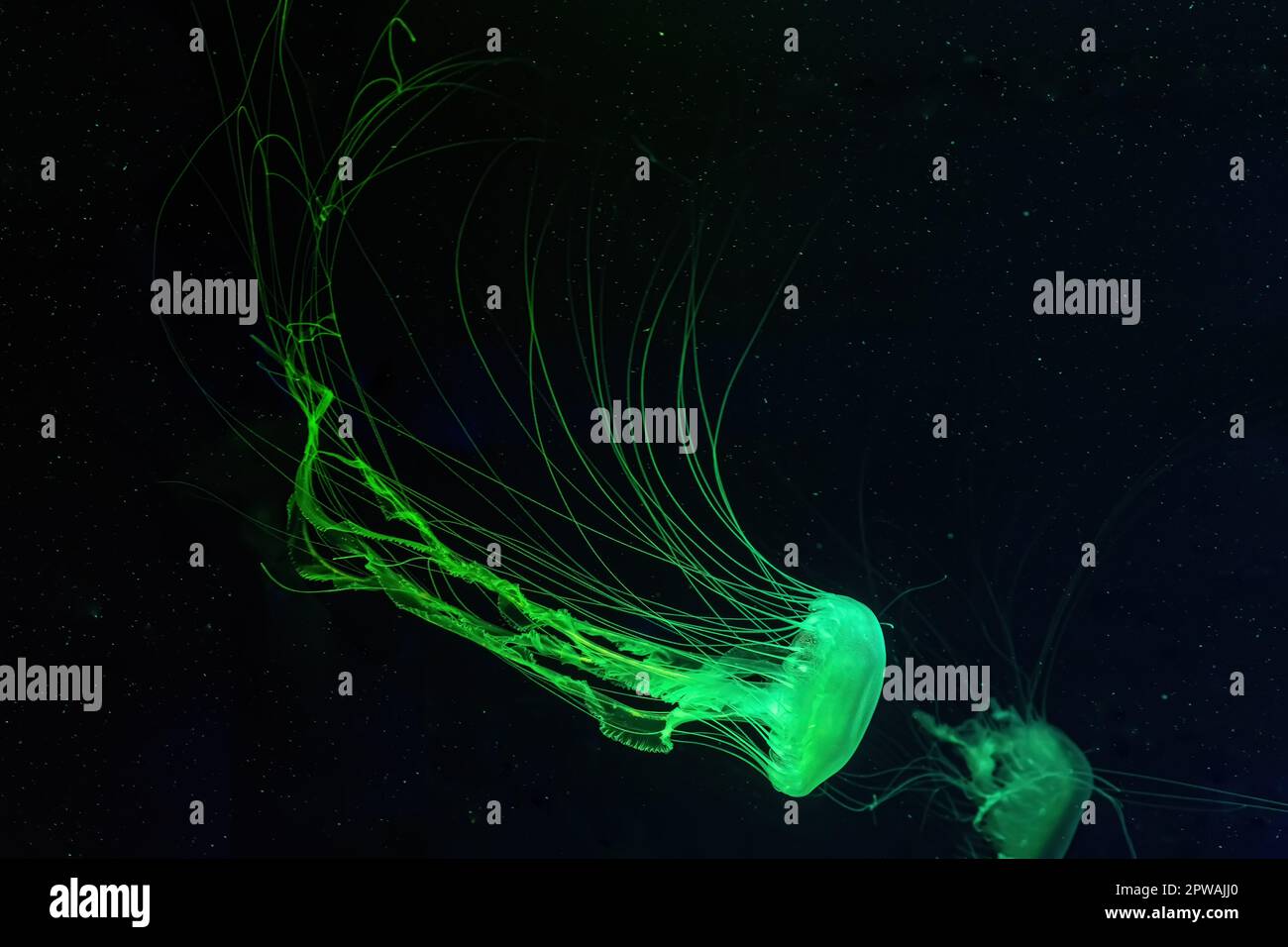 Group of fluorescent jellyfish swim underwater in aquarium pool with ...