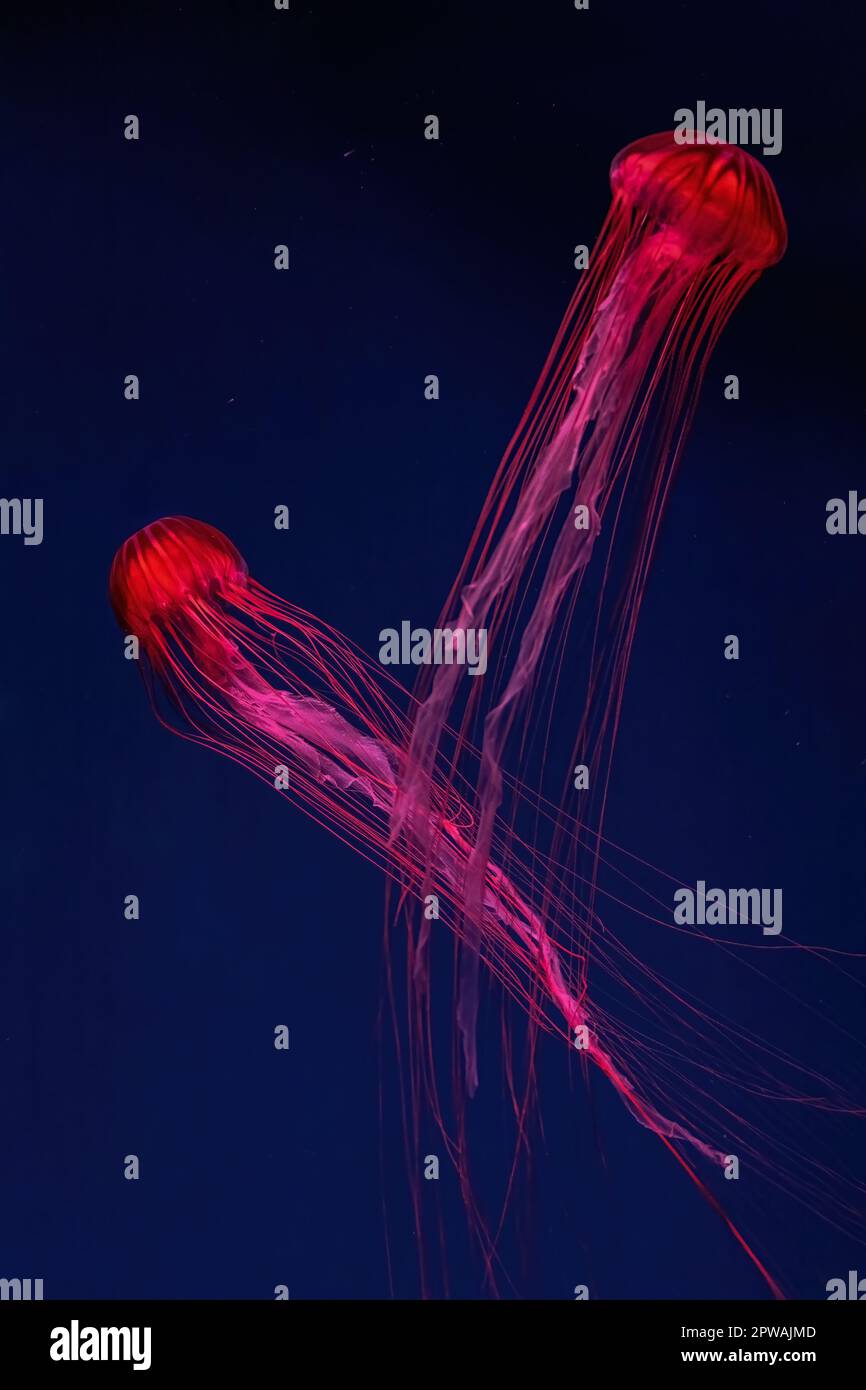 Fluorescent jellyfish swimming underwater aquarium pool with red neon ...