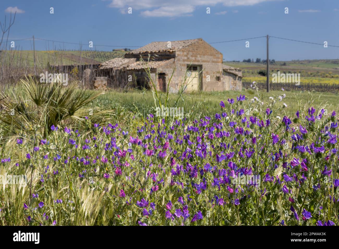 Brigt flower hi-res stock photography and images - Alamy