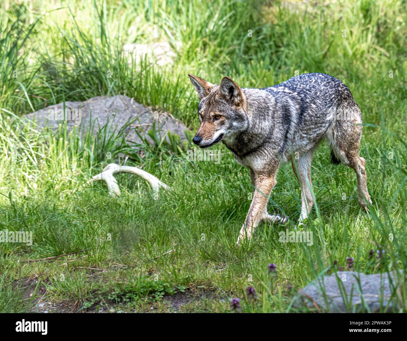 Arctic wolf paw hi-res stock photography and images - Alamy