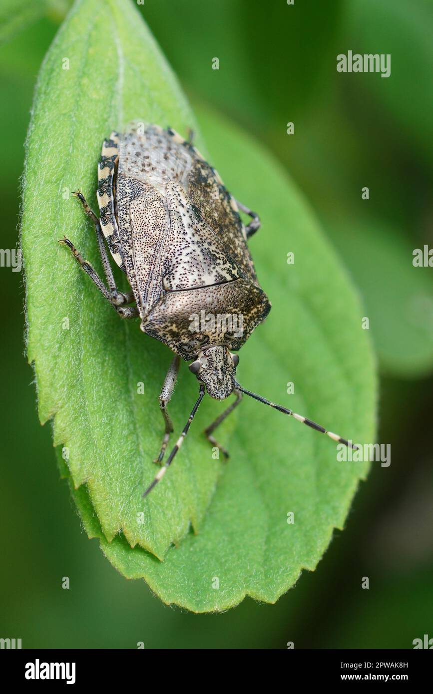 Natural vertical close-up on a grey mottled shield bug, Rhaphigaster ...