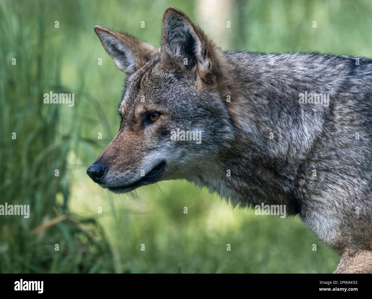 Endangered red wolf canis rufus hi-res stock photography and images - Alamy