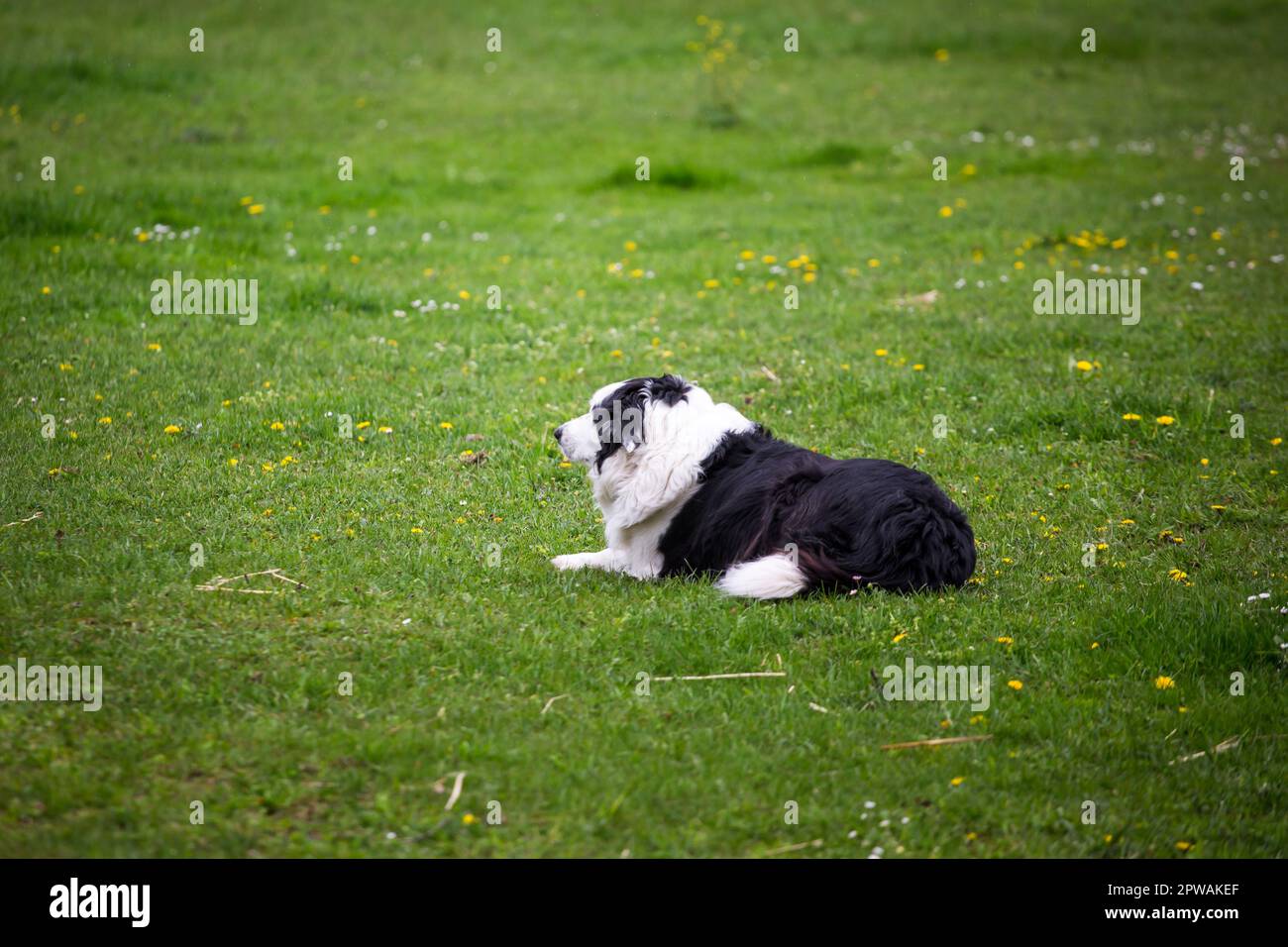 Border Collie farm dog Stock Photo - Alamy