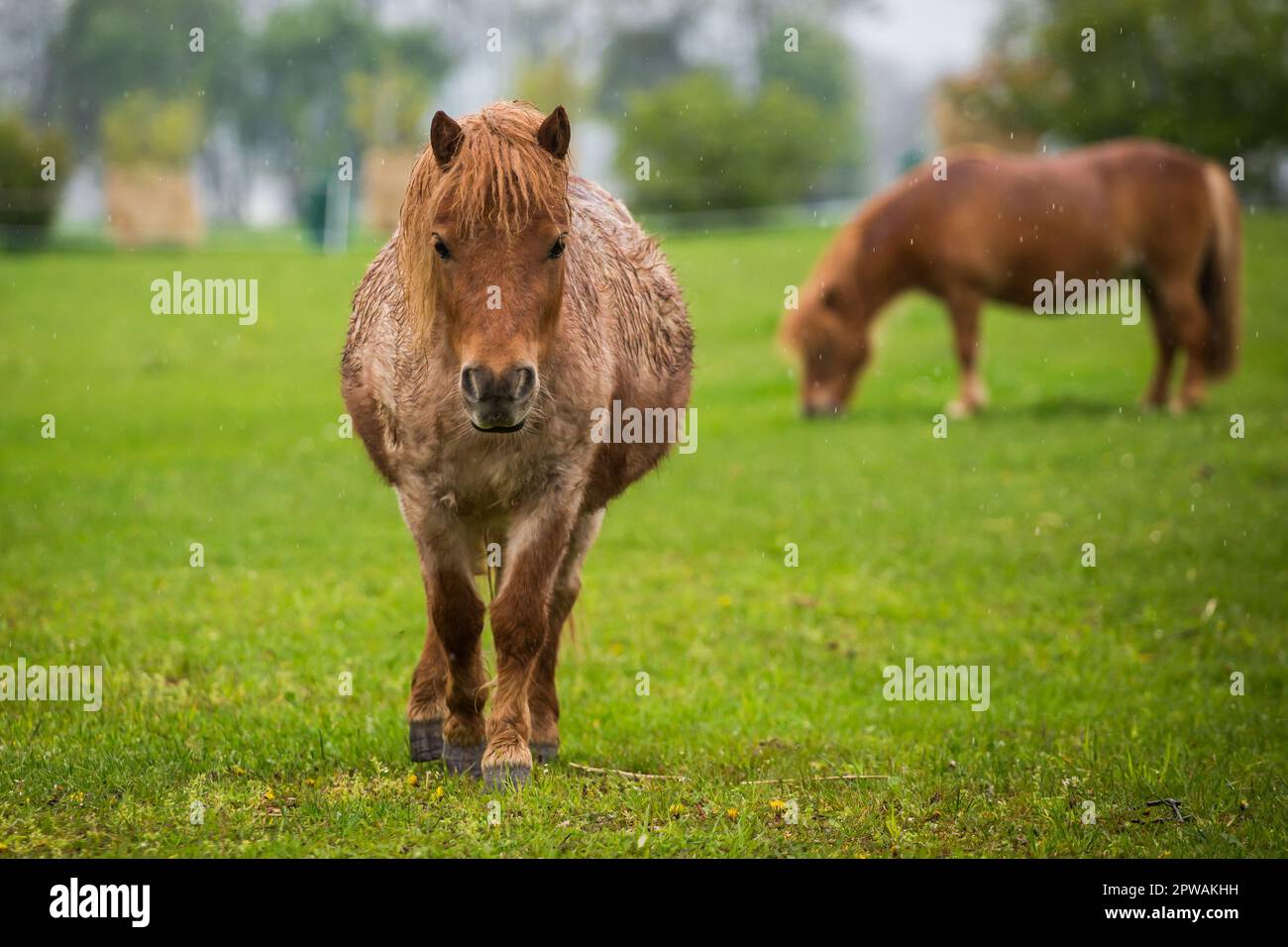 Chestnut Shetland Pony Stock Photo - Alamy