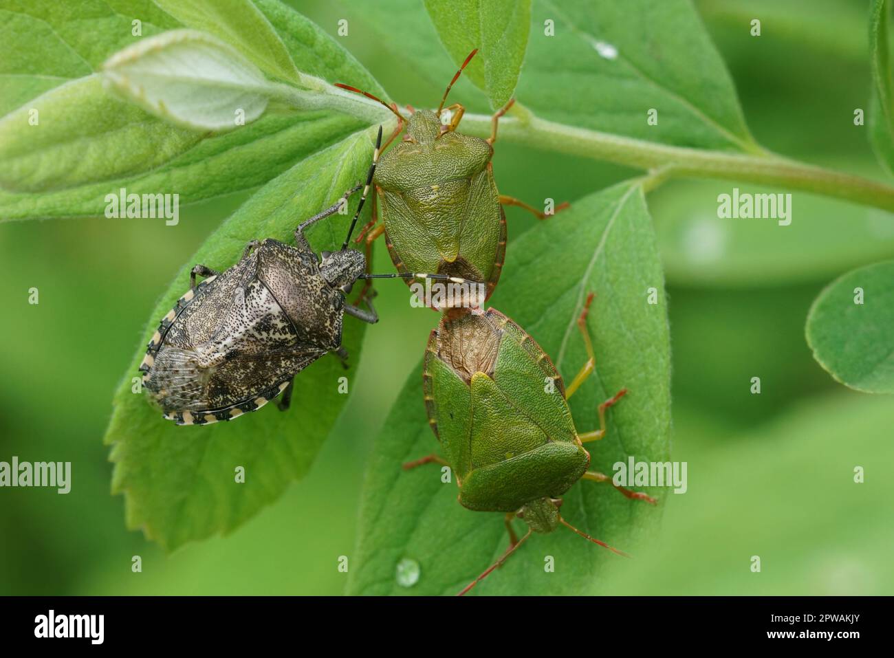 Natural closeup on a grey mottle stinkbug, Rhaphigaster nebulosa, and 2 ...