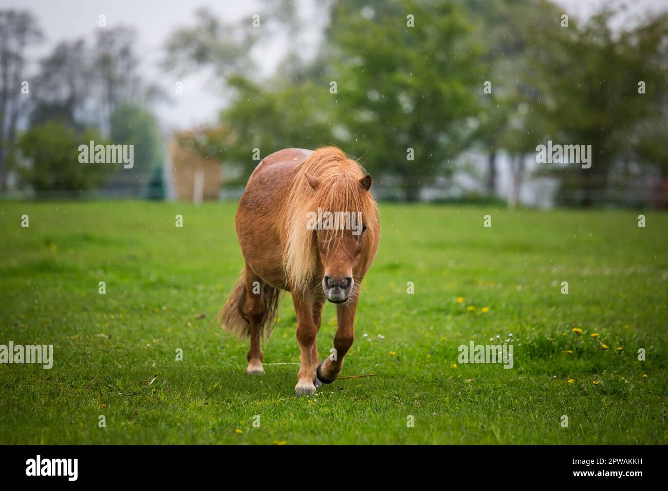Chestnut pony hi-res stock photography and images - Alamy