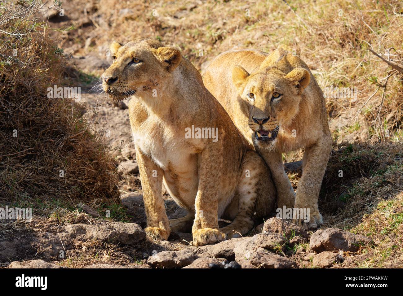 Worst predator hi-res stock photography and images - Alamy