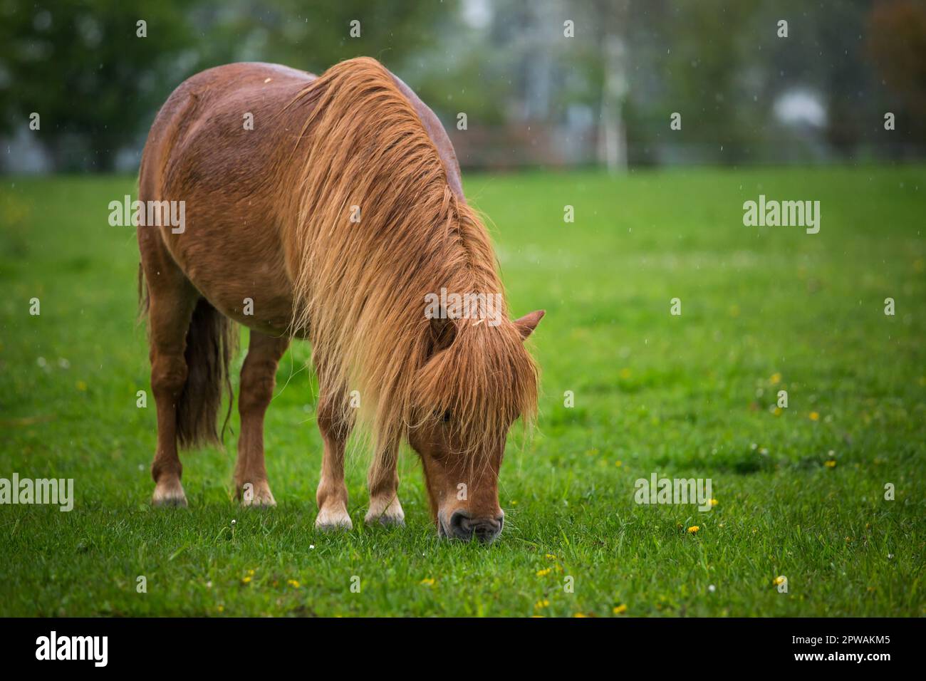 Chestnut Shetland Pony Stock Photo - Alamy