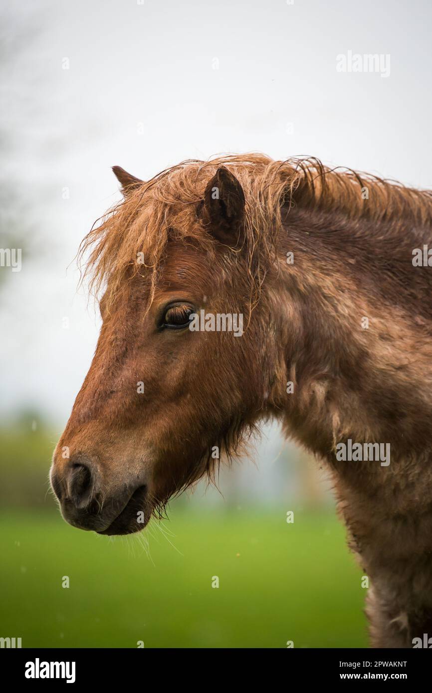 Chestnut Shetland Pony Stock Photo - Alamy