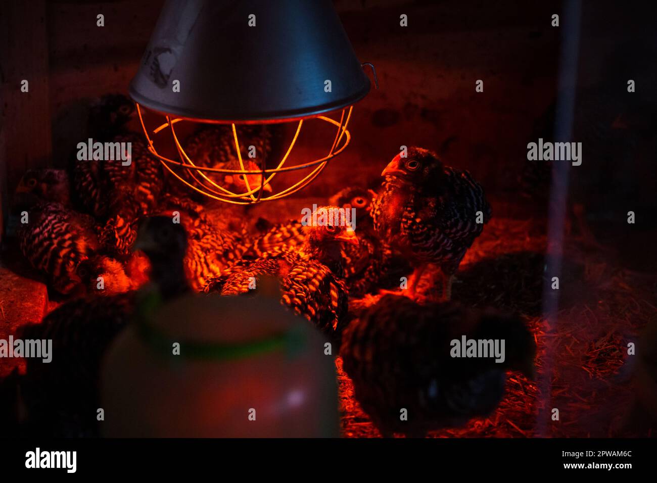 Infrared animal hi-res stock photography and images - Alamy