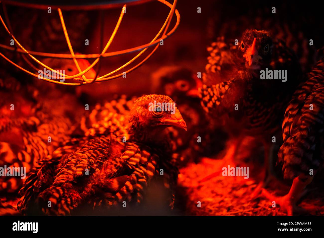 Infrared animal hi-res stock photography and images - Alamy