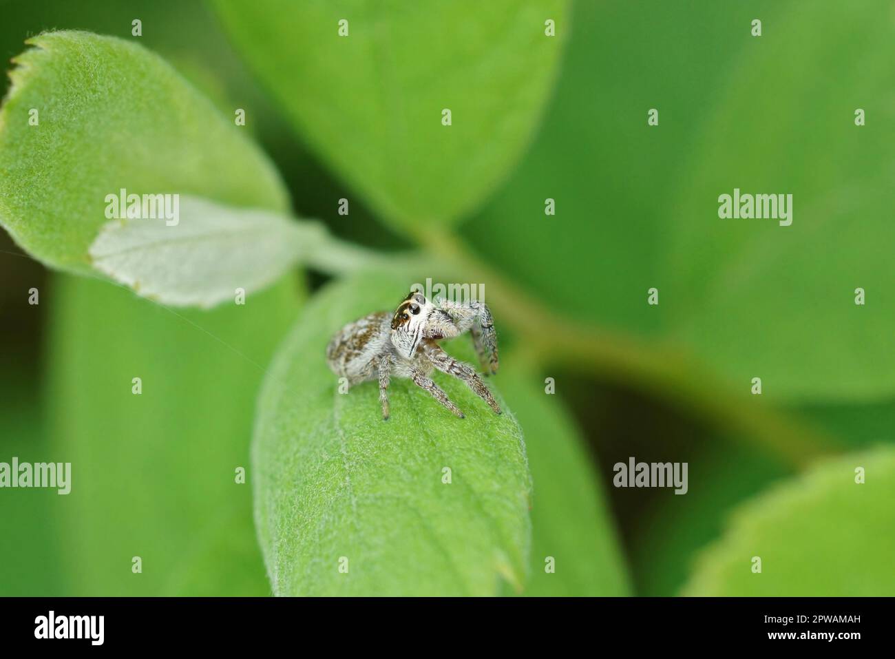 Natural closeup on a small rare jumping spider, Macaroeris nidicolens ...