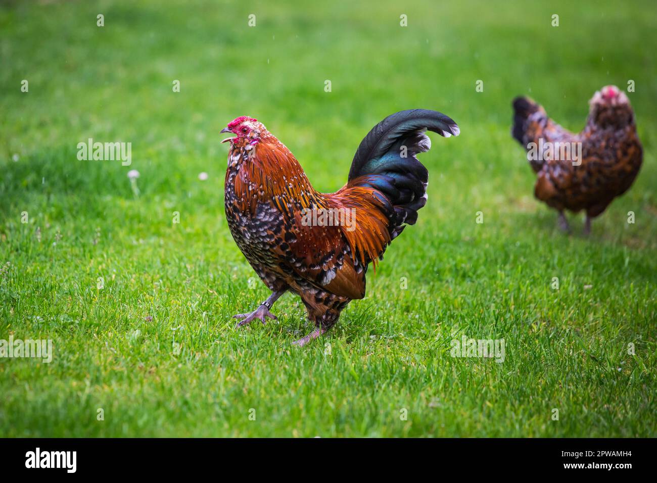 Bearded bantam chicken hi-res stock photography and images - Alamy