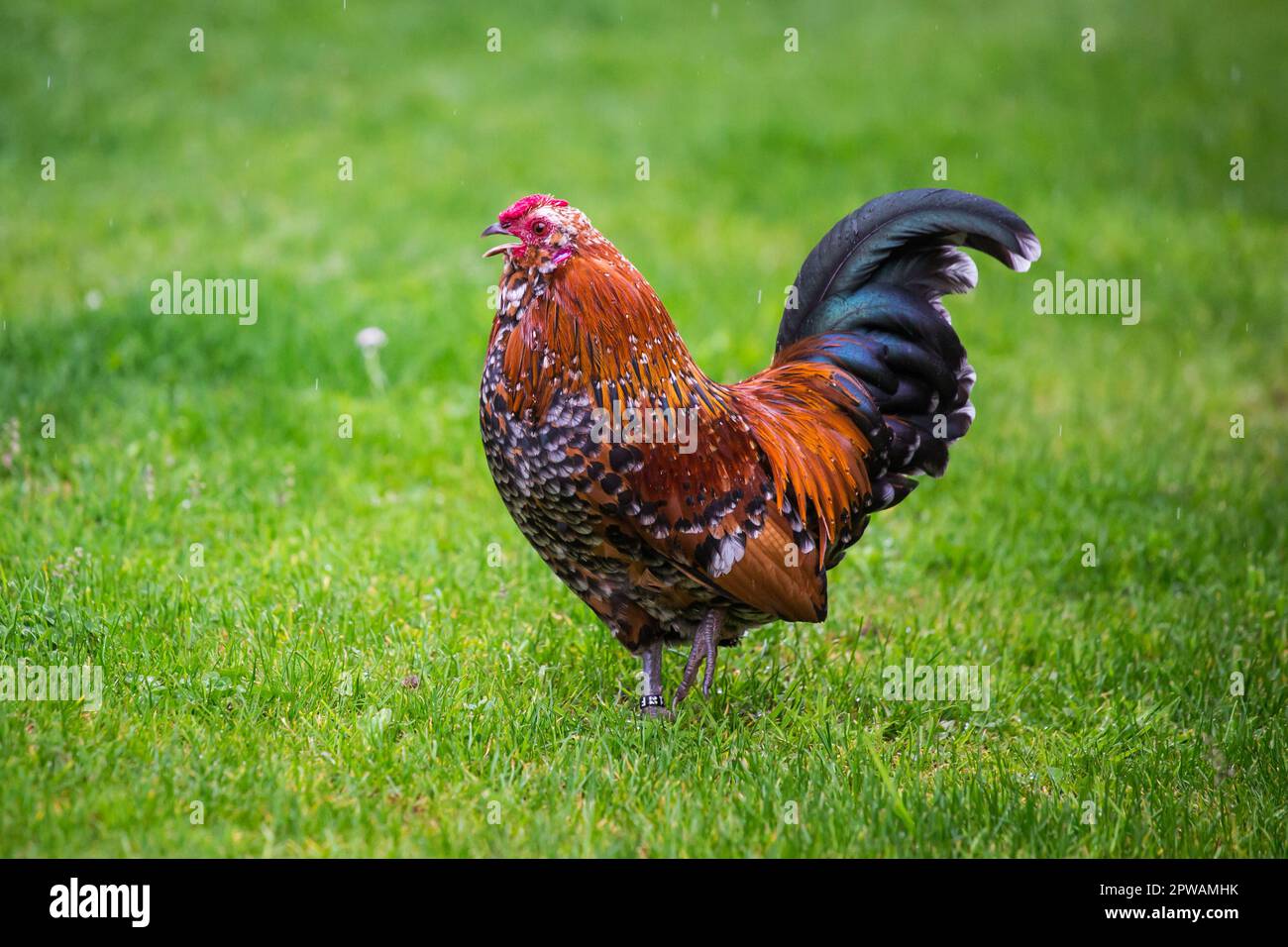 Antwerp Belgian Bantam (Antwerpener Bartzwerg) chicken rooster Stock ...