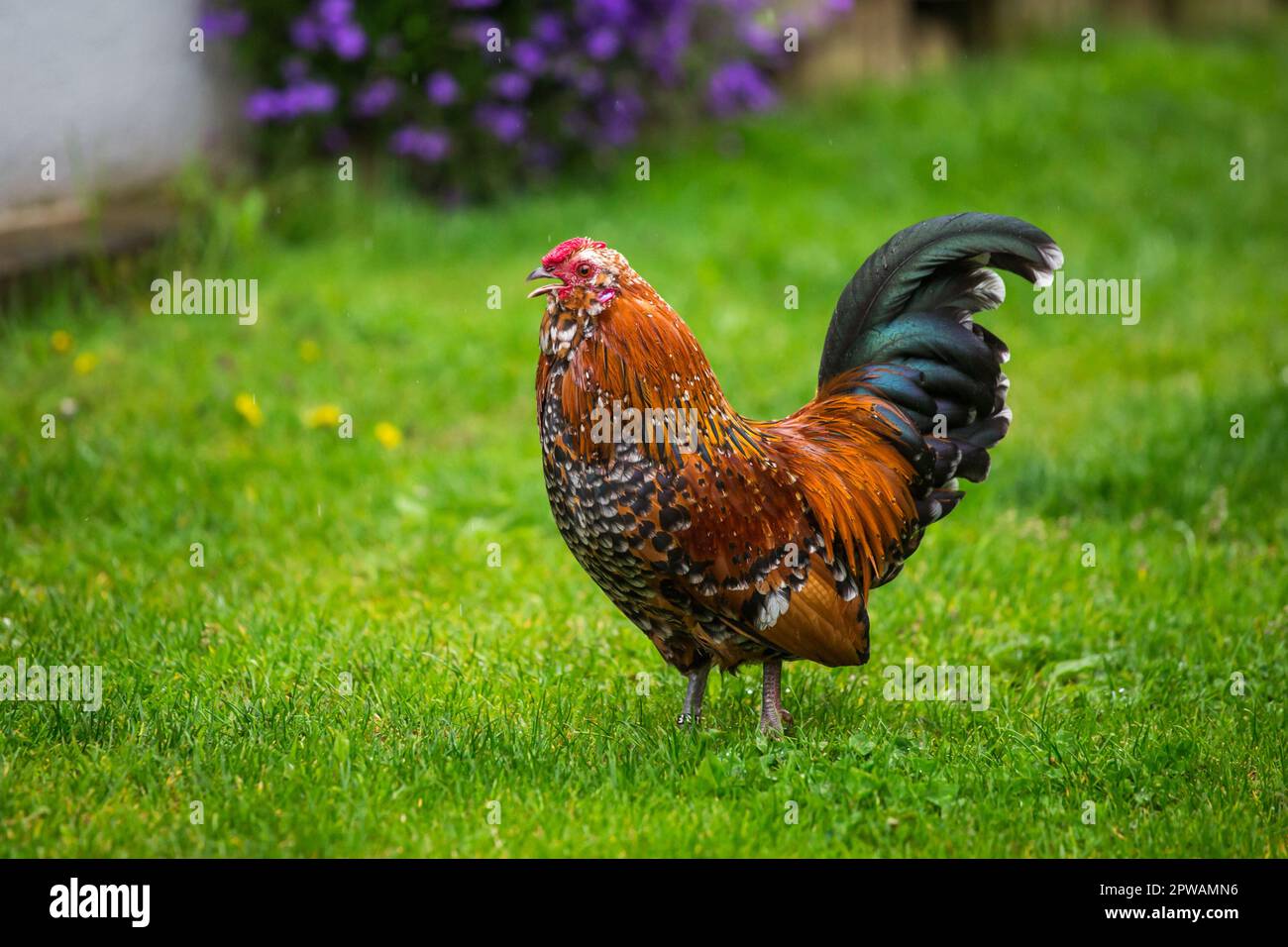 Antwerpener bartzwerg hi-res stock photography and images - Alamy