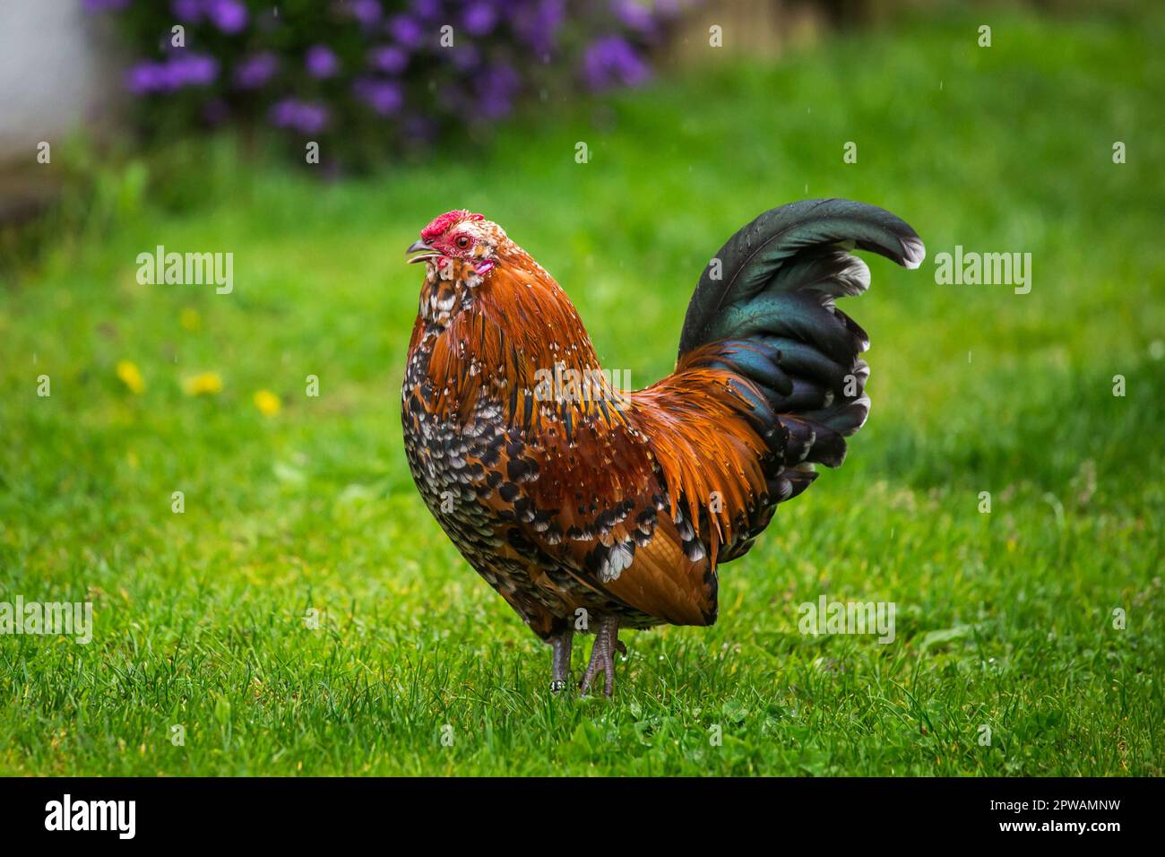 Antwerp Belgian Bantam (Antwerpener Bartzwerg) chicken rooster Stock ...