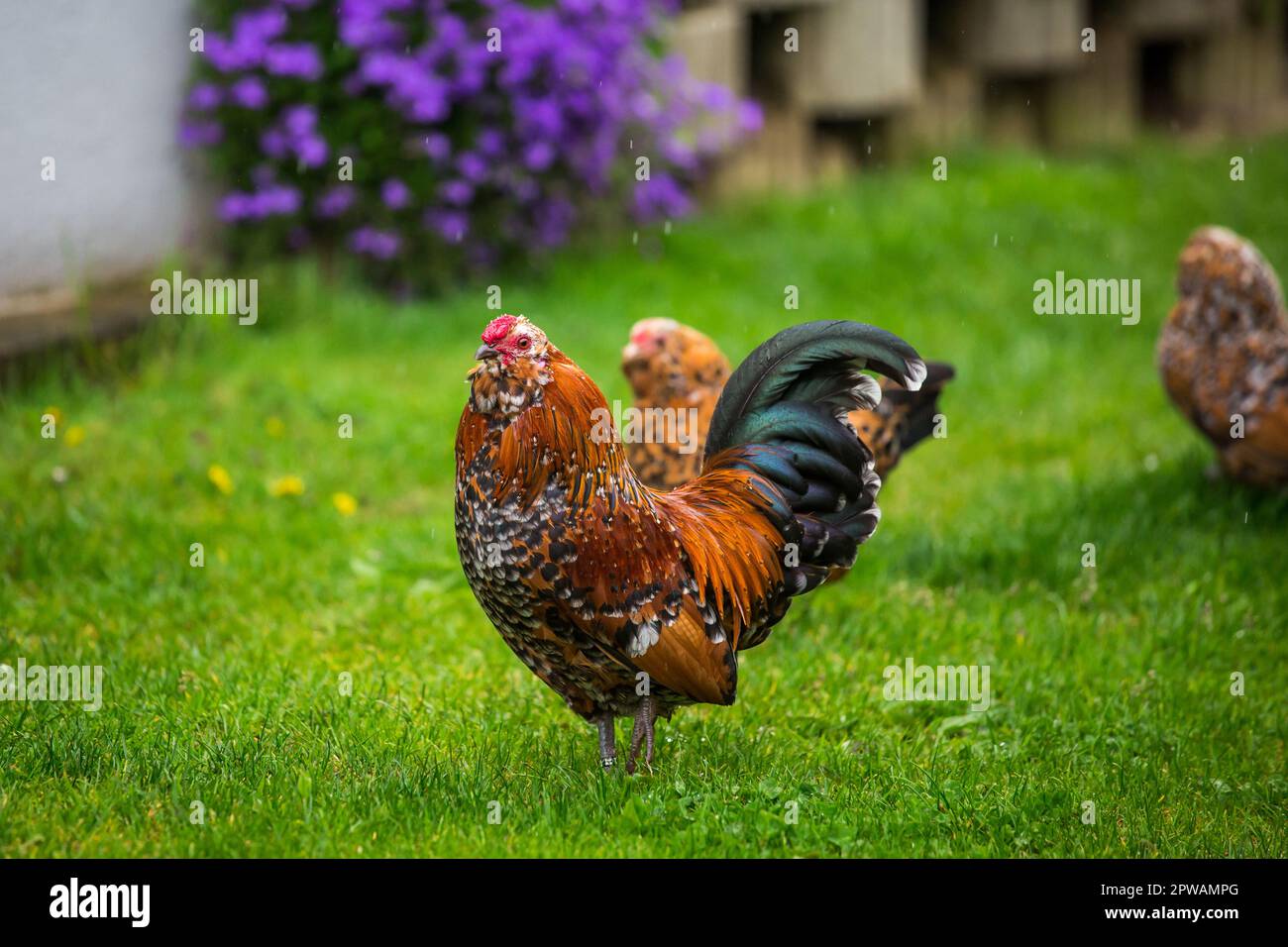 Antwerp Belgian Bantam (Antwerpener Bartzwerg) chicken rooster Stock ...