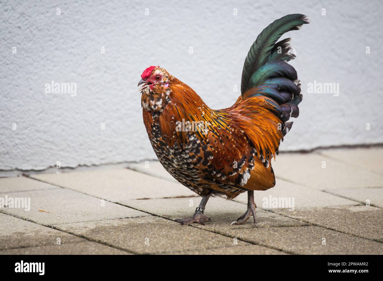 Antwerp Belgian Bantam (Antwerpener Bartzwerg) chicken rooster Stock ...
