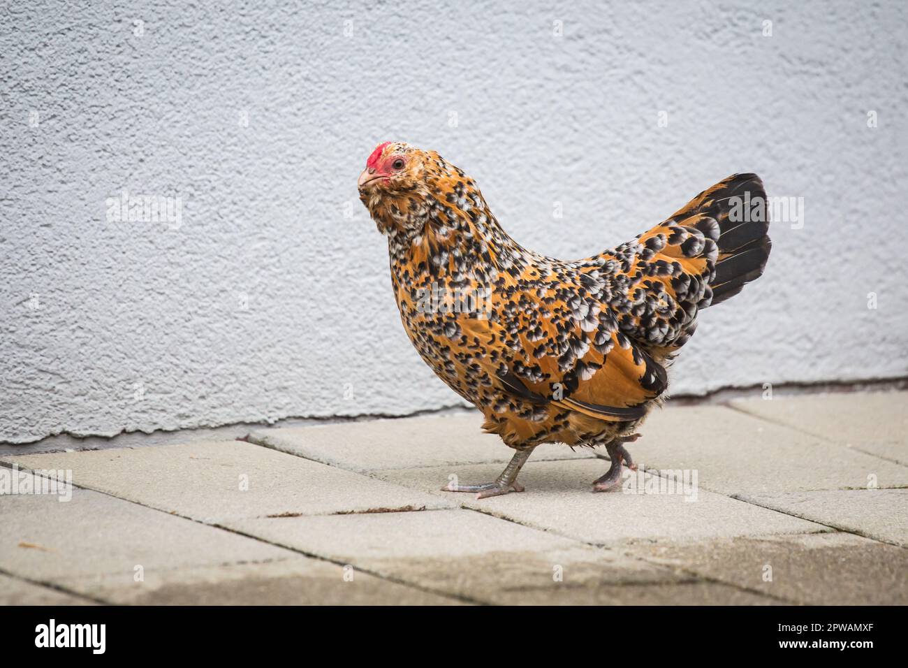 Antwerp Belgian Bantam (Antwerpener Bartzwerg) chicken hen Stock Photo ...
