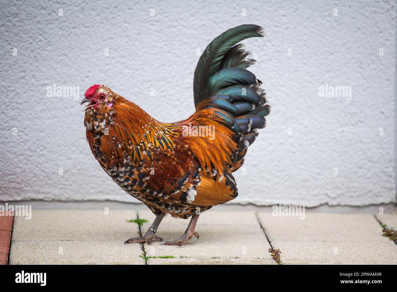 Antwerp Belgian Bantam (Antwerpener Bartzwerg) chicken rooster Stock ...
